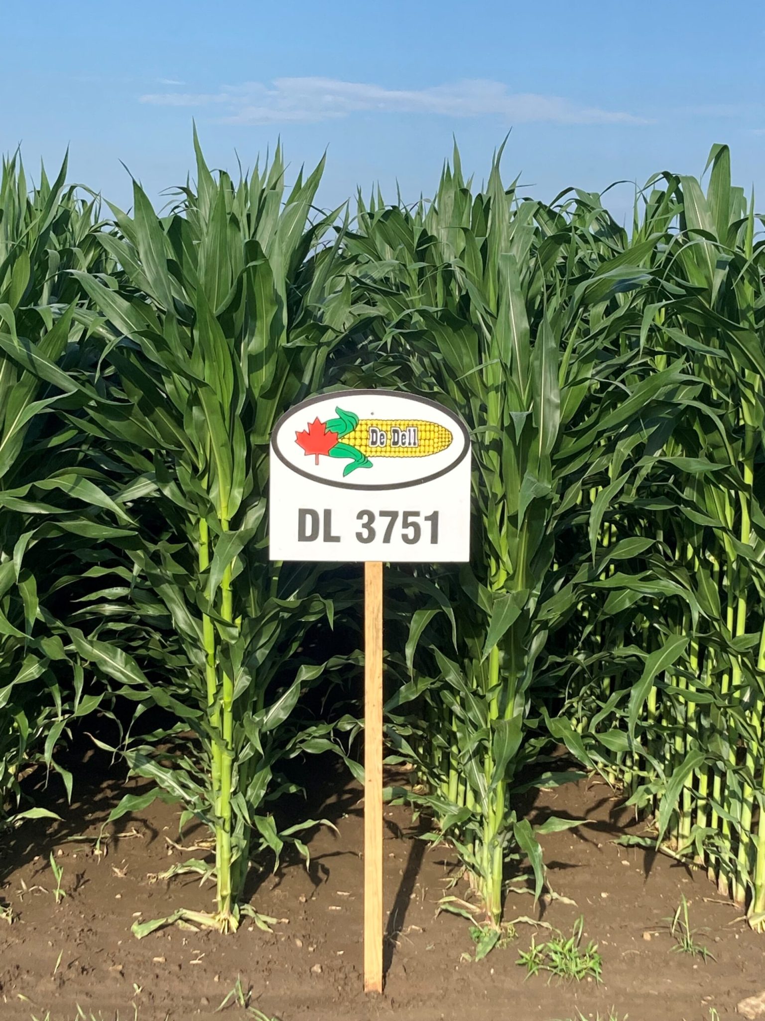 Home - De Dell Seeds
