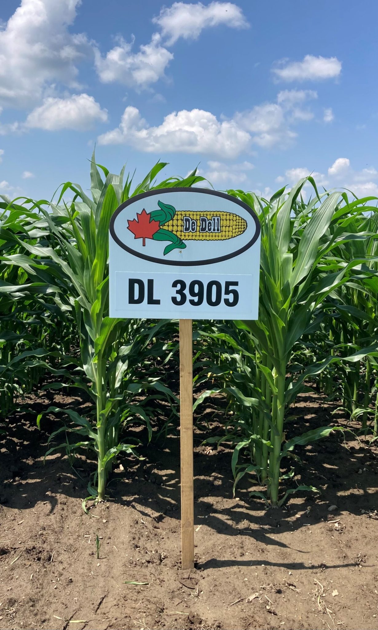 Home - De Dell Seeds