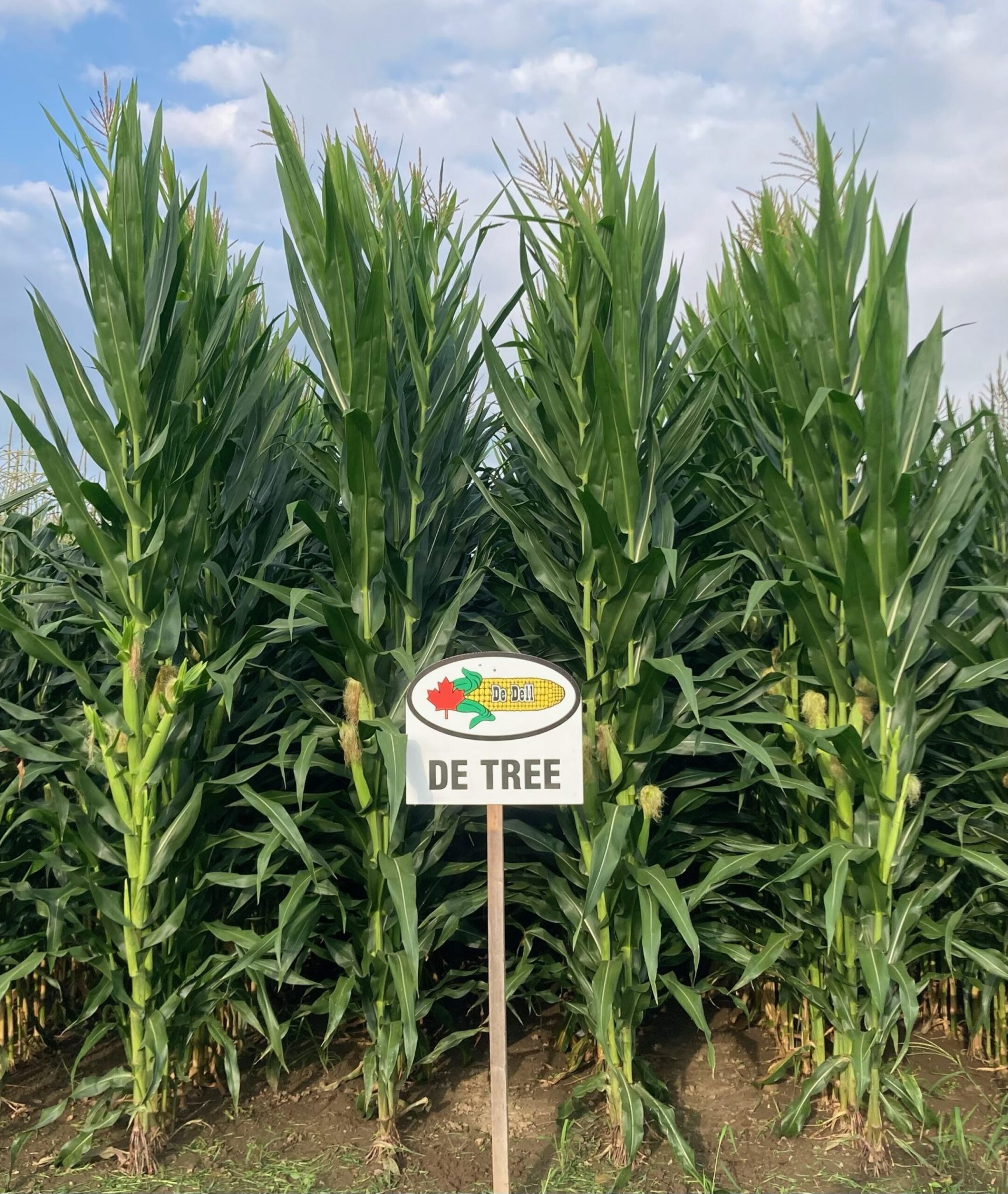 Home - De Dell Seeds