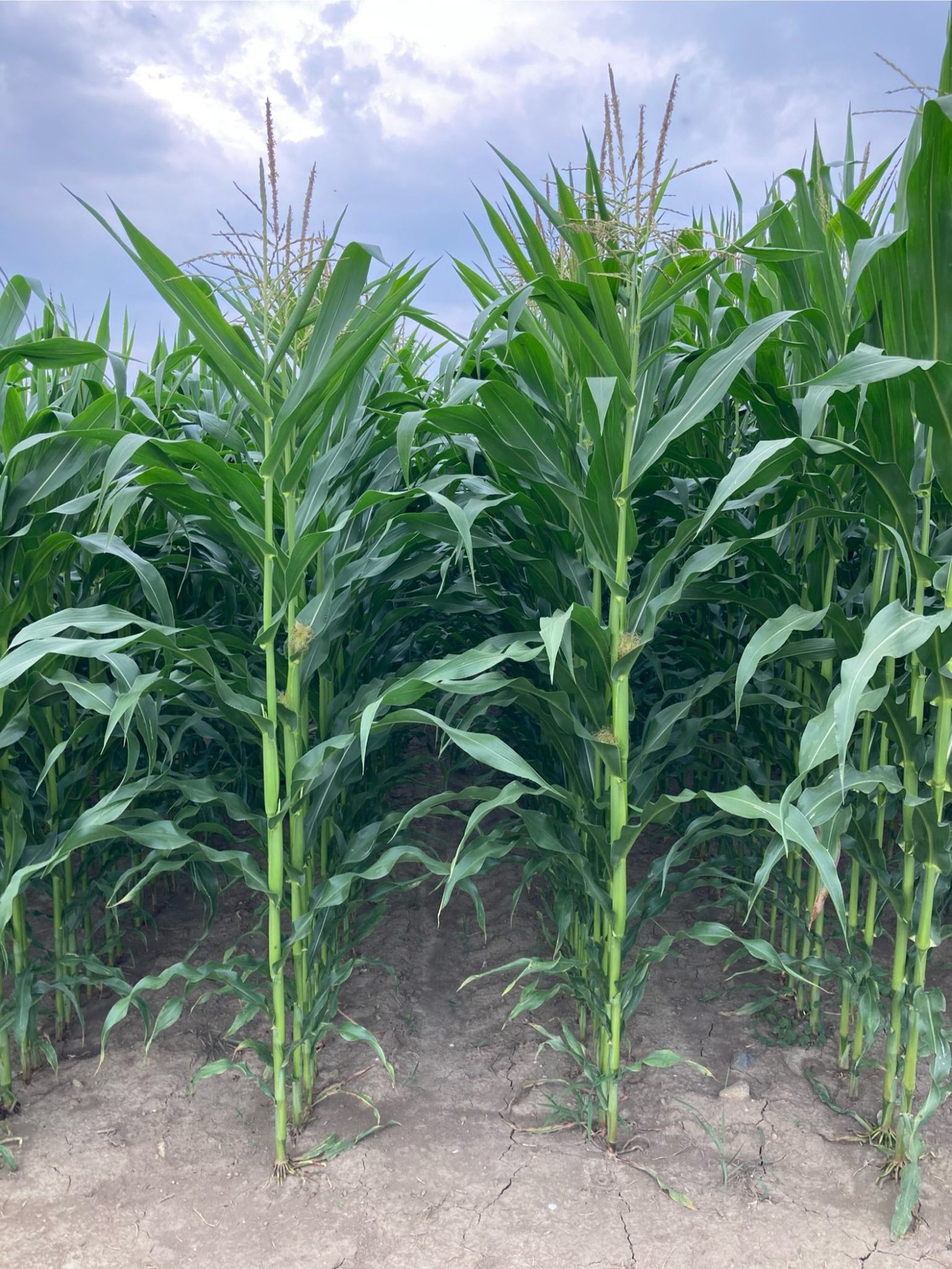 Home - De Dell Seeds